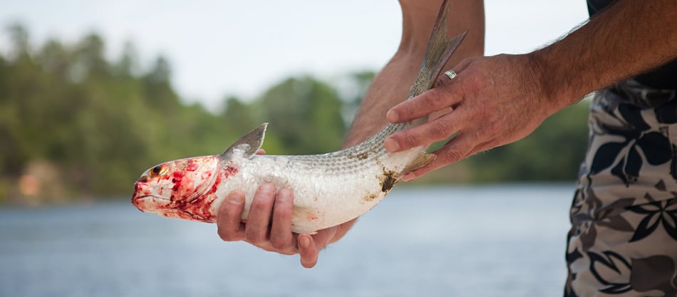 Can You Freeze An Ungutted Fish? - Begin To Fish