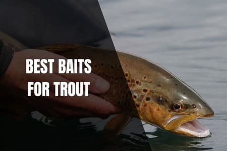 12 Best Baits For Trout - Begin To Fish