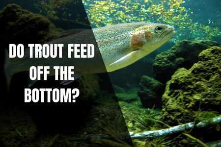 Do Trout Feed Off The Bottom - Begin To Fish