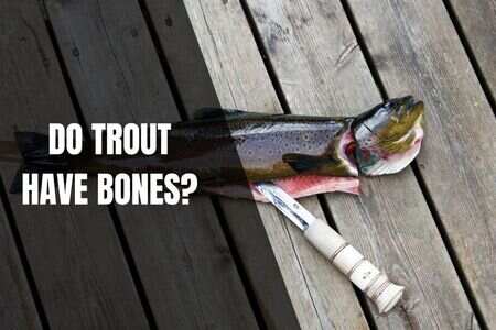 Does Trout Have Bones? - Begin To Fish