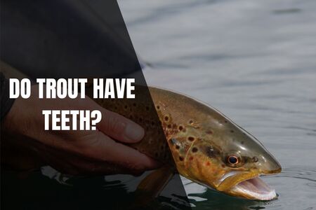 Do Trout Have Teeth? - Begin To Fish