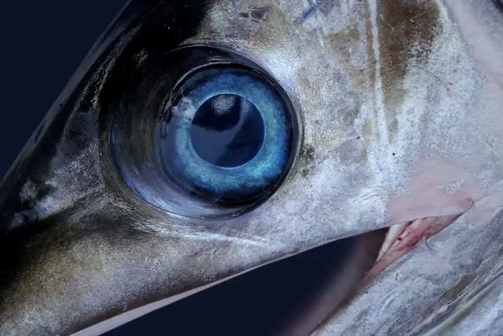What No One Tells You About A Fish's Eyesight? - Begin To Fish