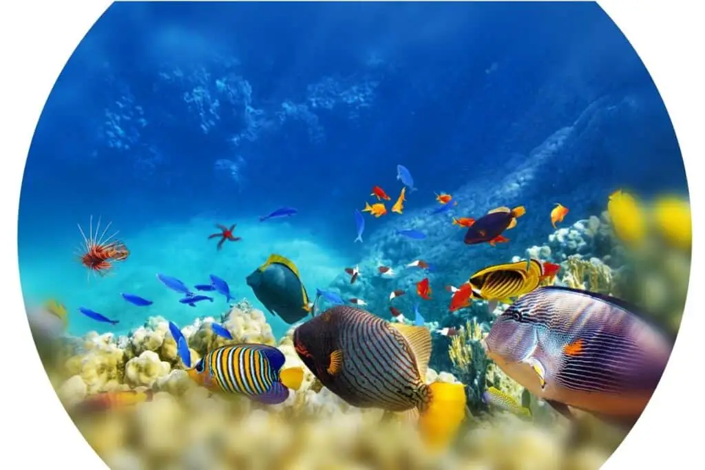 How Can Fish See Color Underwater? - Begin To Fish