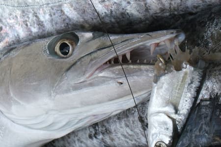 Beginner's Guide To Monofilament Leaders - Begin To Fish