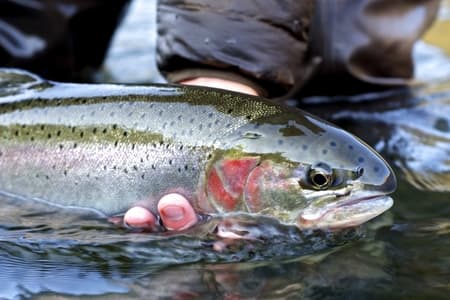 What Can You Catch Using An 8 Lb Fishing Line? - Begin To Fish