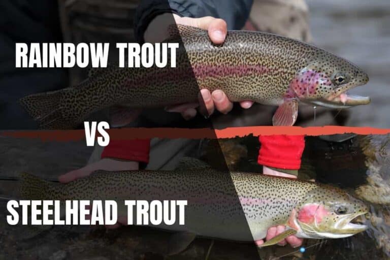 Rainbow Trout Vs Steelhead Trout: A Complete Guide - Begin To Fish