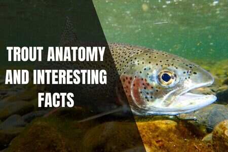 Trout Anatomy And Interesting Facts - Begin To Fish
