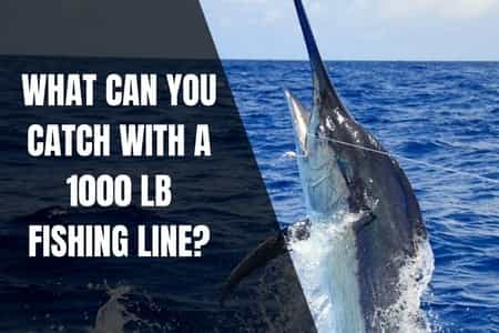What Can You Catch With A 1000 Lb Fishing Line? - Begin To Fish