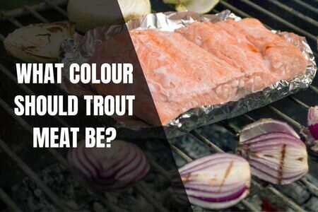 What Colour Should Trout Meat Be? - Begin To Fish