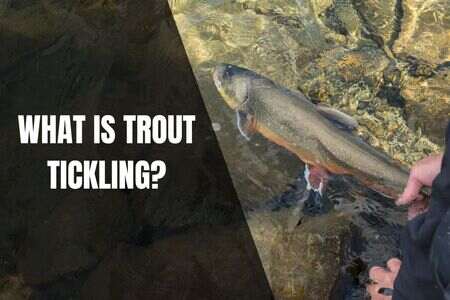What Is Trout Tickling? - Begin To Fish