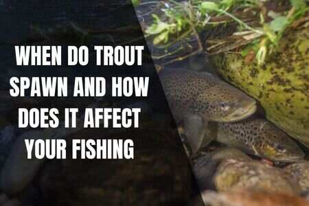 When Do Trout Spawn And How Does That Affect Your Fishing - Begin To Fish