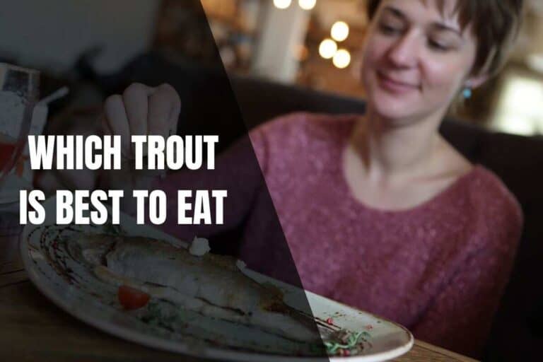 Which Trout Is Best To Eat - Begin To Fish